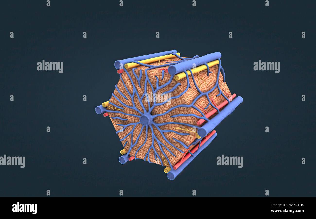 Liver lobule anatomy -Fotos und -Bildmaterial in hoher Auflösung – Alamy