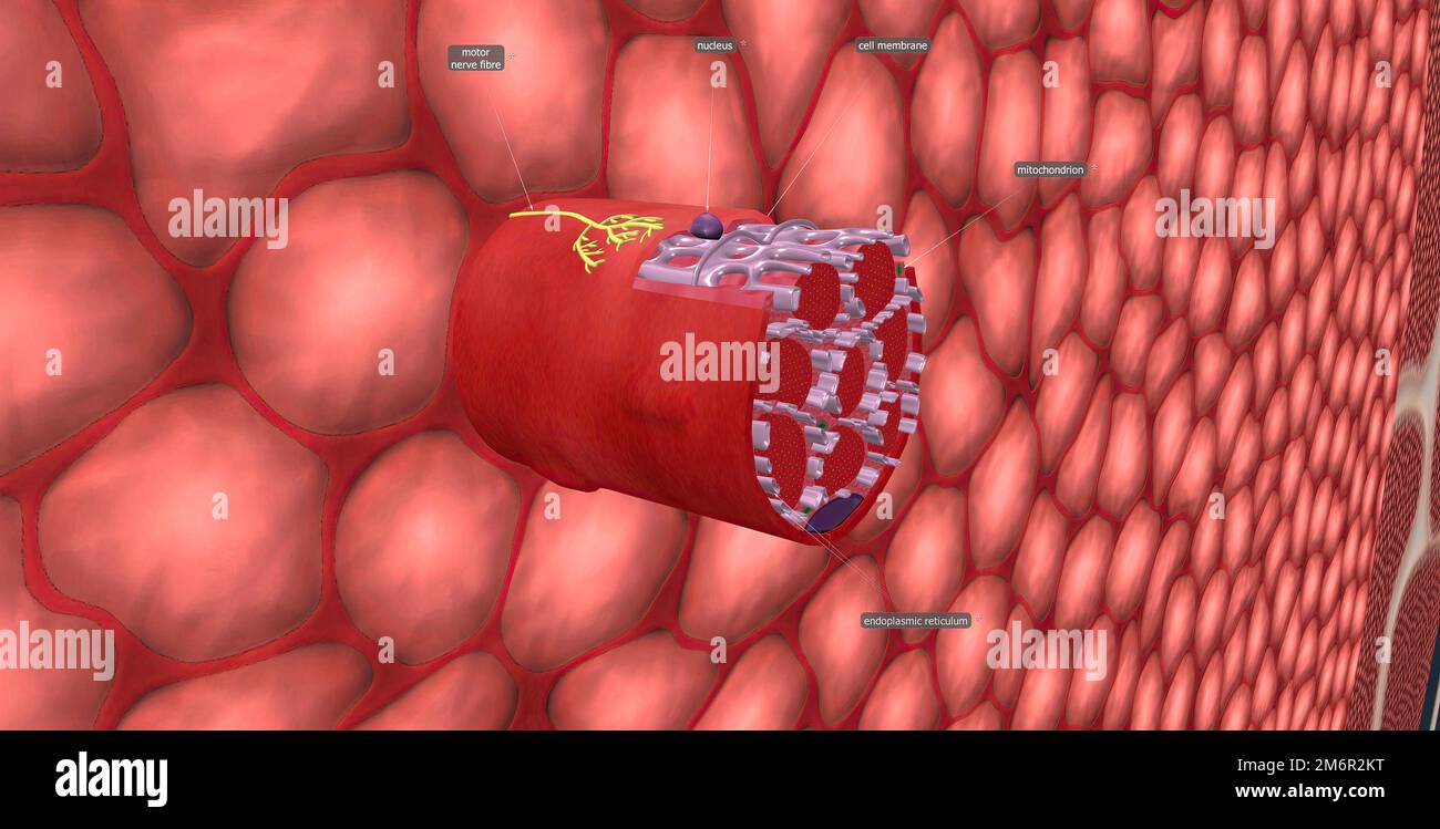 Das Muskelsystem steuert die Bewegung unseres Körpers und unserer ...