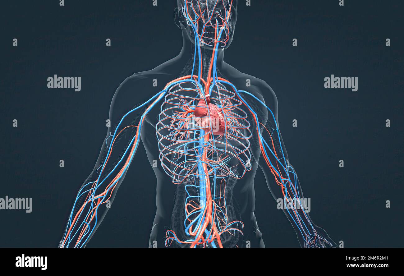Das Kreislaufsystem oder Herz-Kreislauf-System ist das Organsystem, das ...