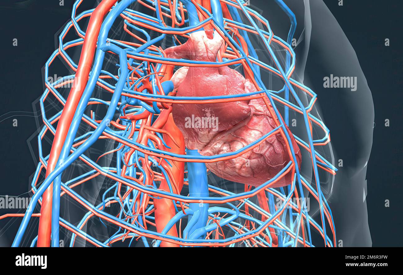 Das Kreislaufsystem oder Herz-Kreislauf-System ist das Organsystem, das die Zirkulation von ...