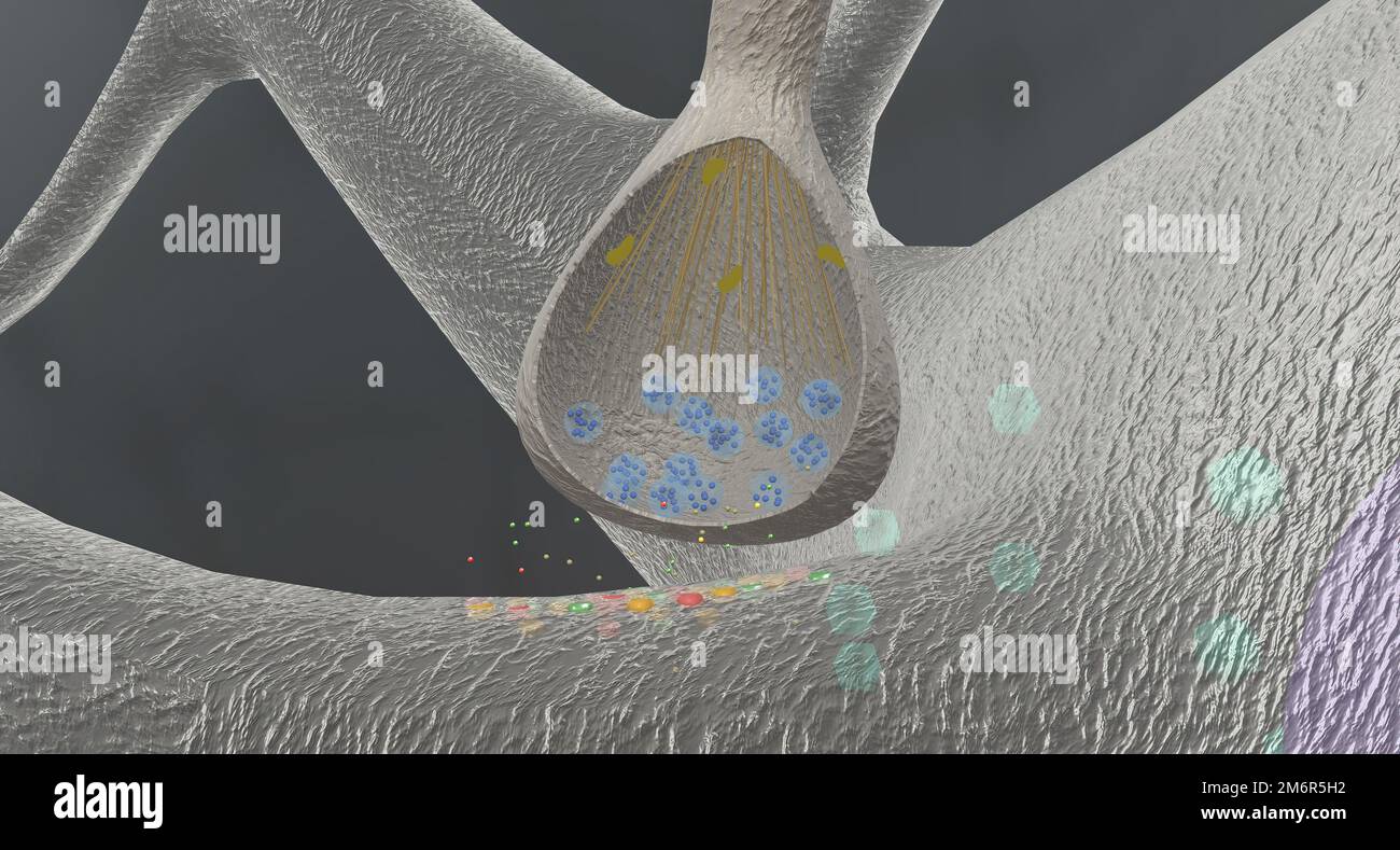 Inhibitory neuron -Fotos und -Bildmaterial in hoher Auflösung – Alamy