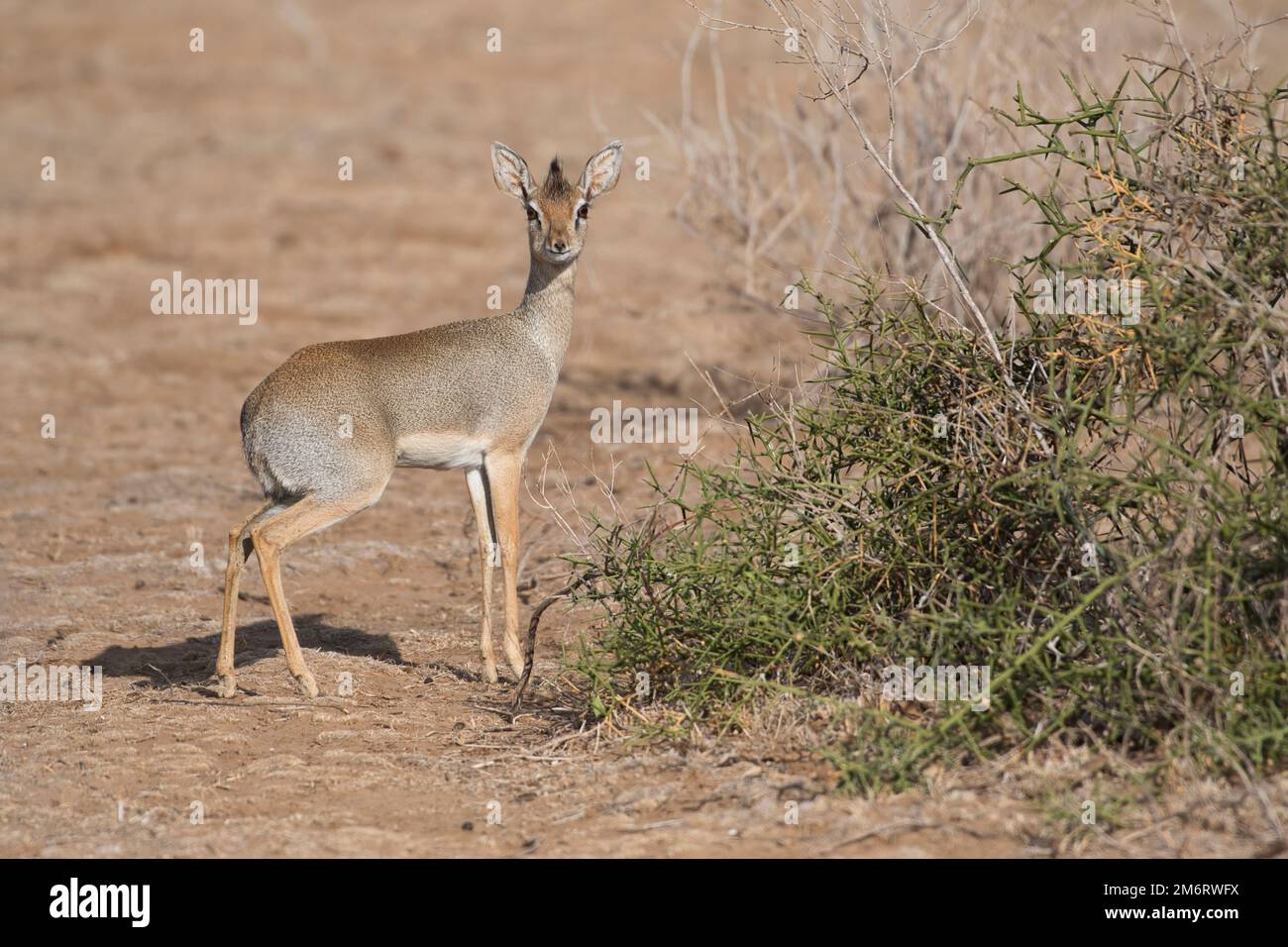 Afrikanischer dikdik -Fotos und -Bildmaterial in hoher Auflösung – Alamy