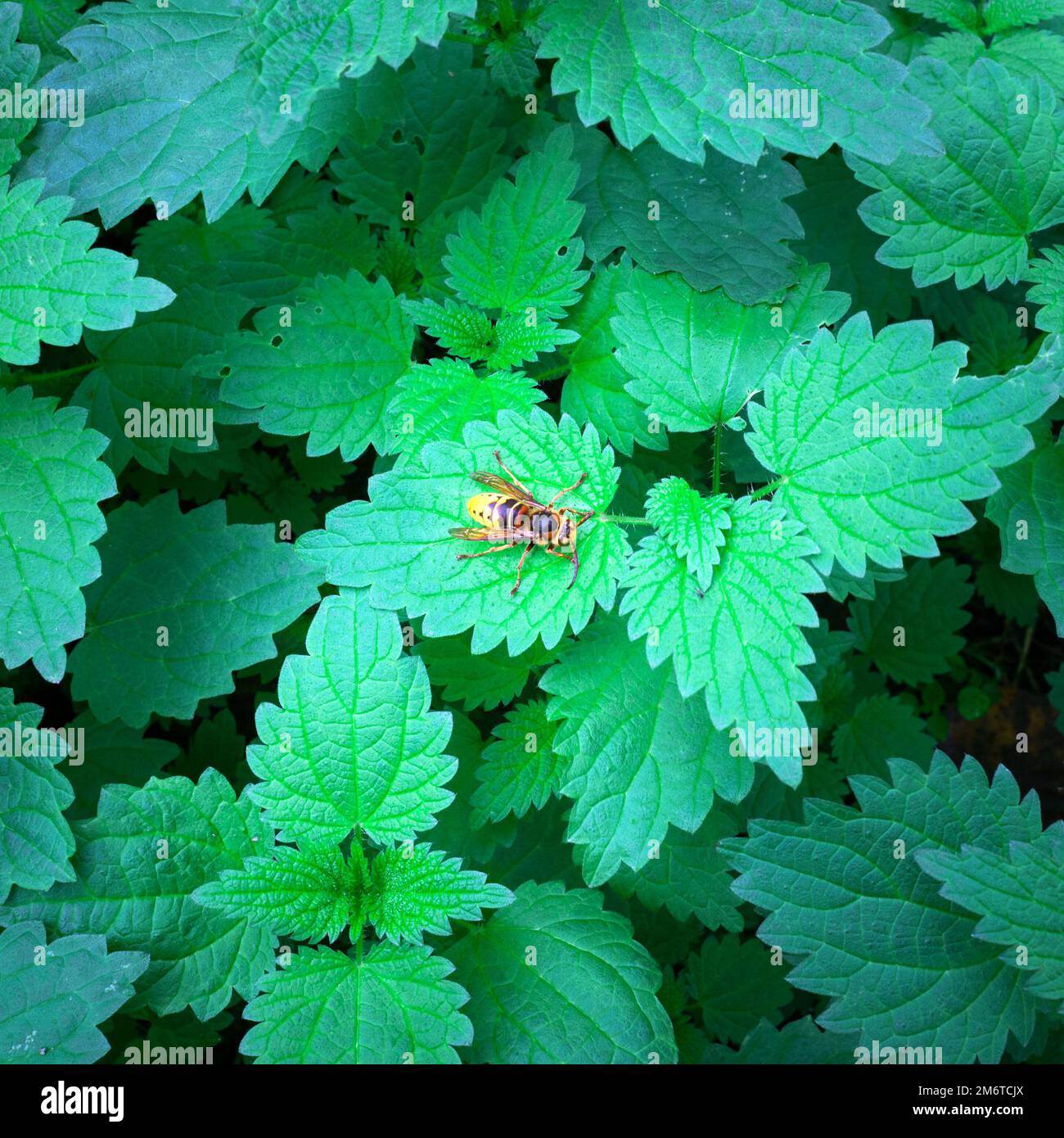 Rotes und gelbes insekt -Fotos und -Bildmaterial in hoher Auflösung – Alamy