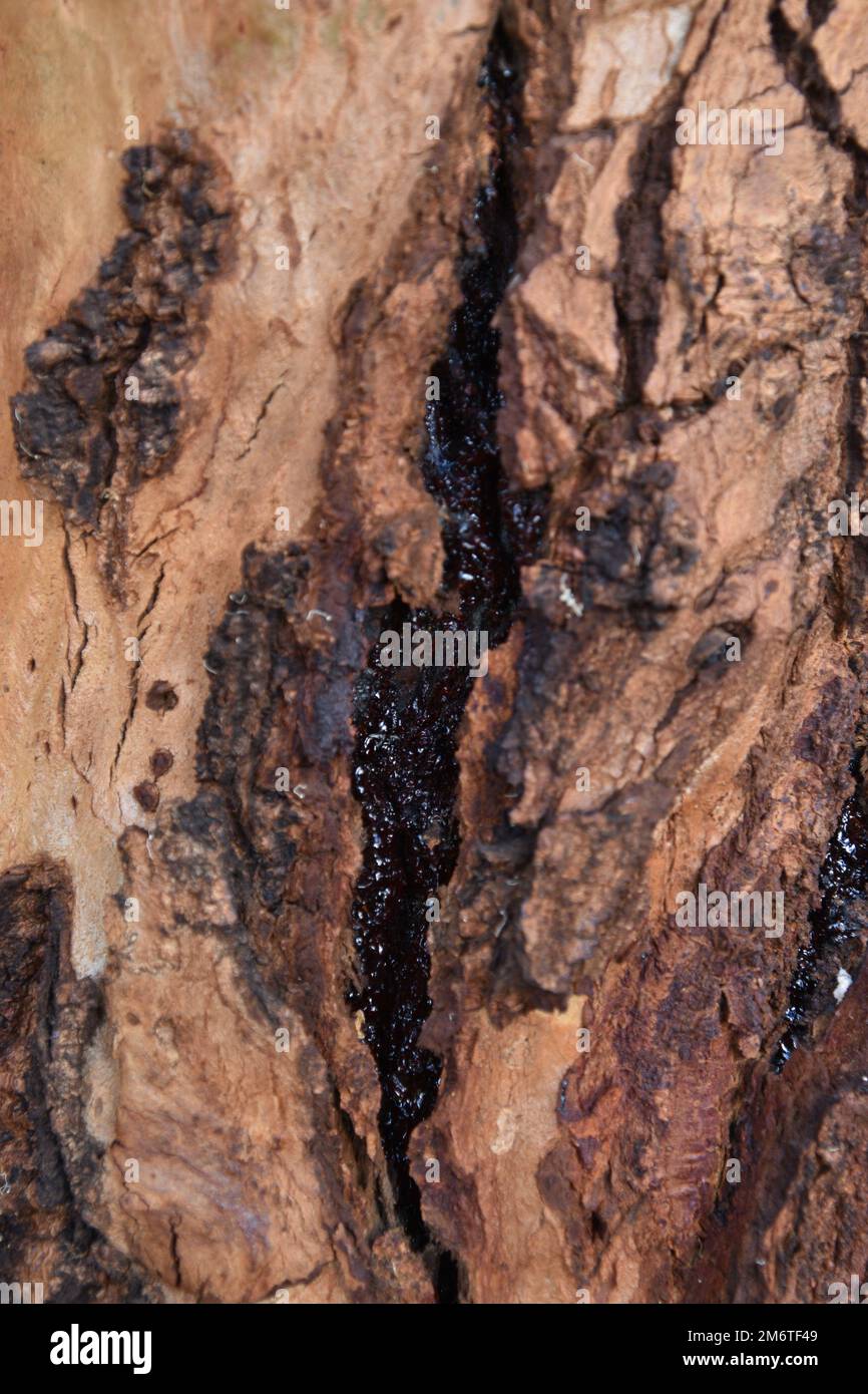 Texturen in einem baum -Fotos und -Bildmaterial in hoher Auflösung – Alamy
