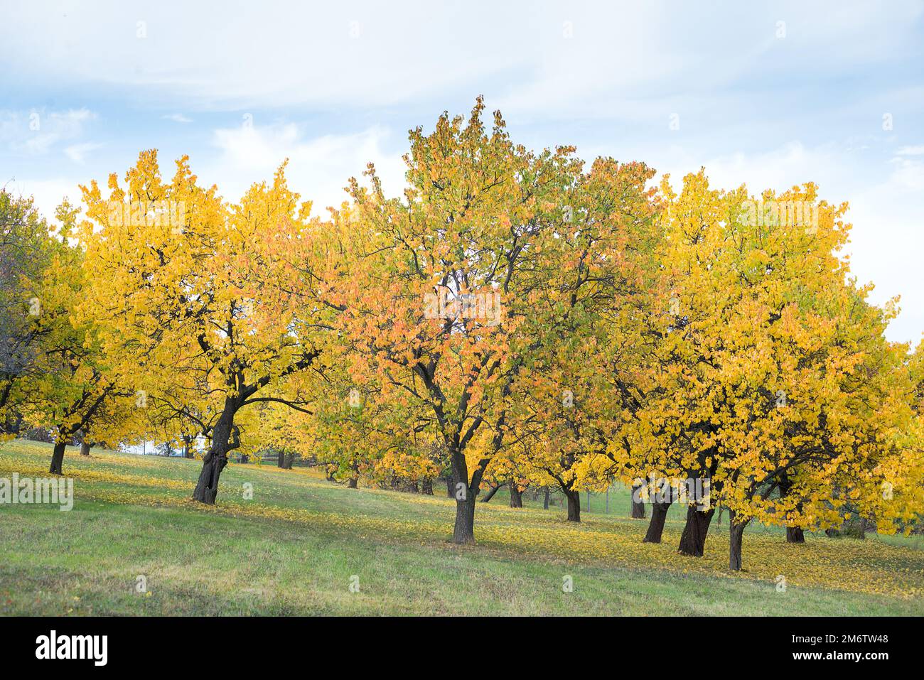 Herbst kirschbaum blatt -Fotos und -Bildmaterial in hoher Auflösung – Alamy