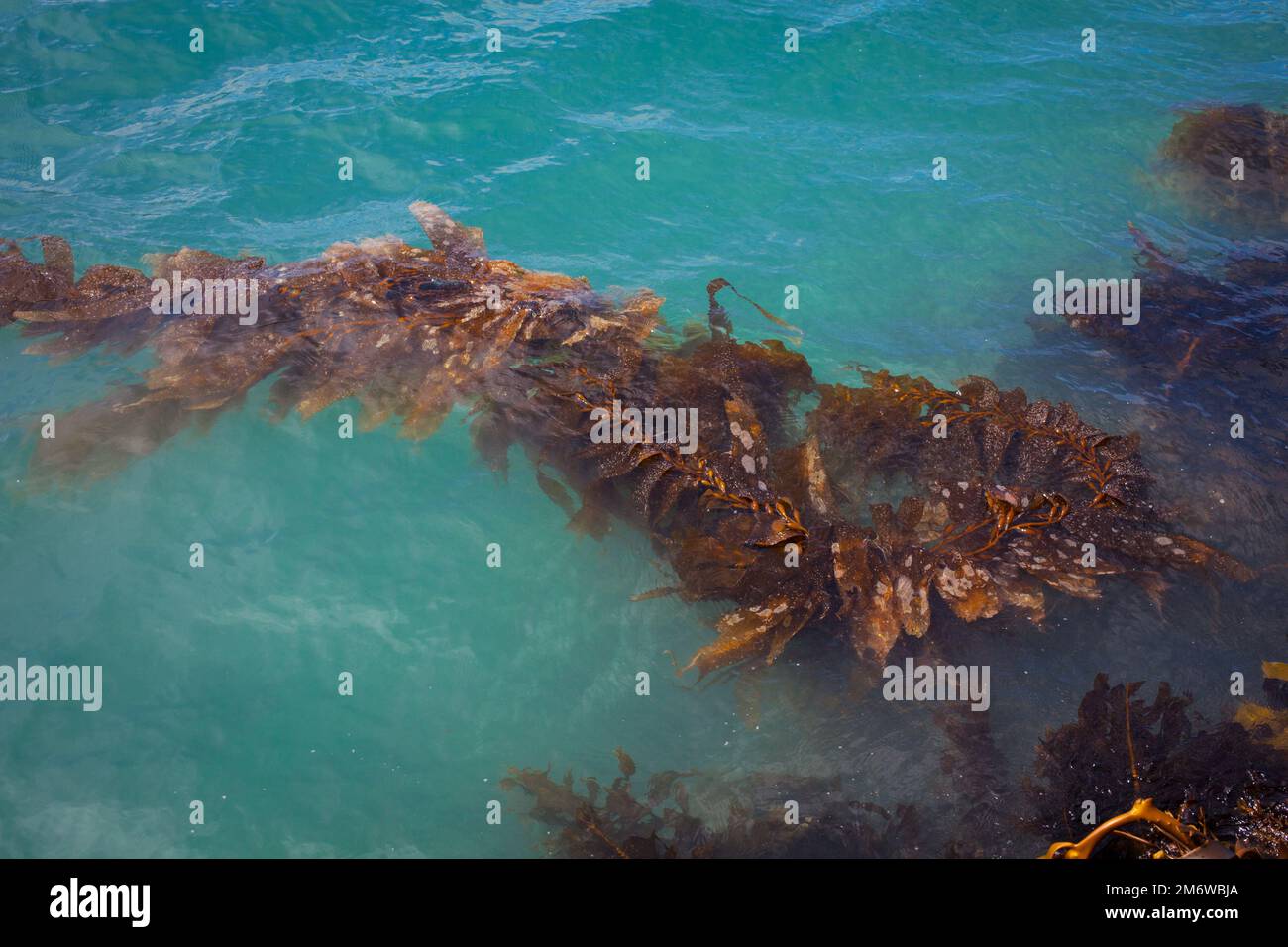 Ein Blick auf das Leben in Neuseeland: Reichlich Meeresfrüchte, essbare ...