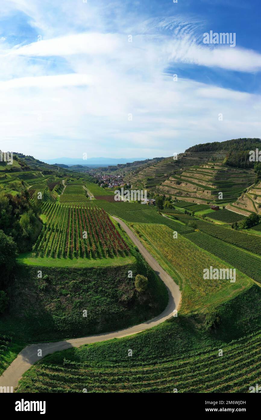 Blick auf Schelingen am Kaiserstuhl aus der Vogelperspektive mit Blick auf die Weinberge ...