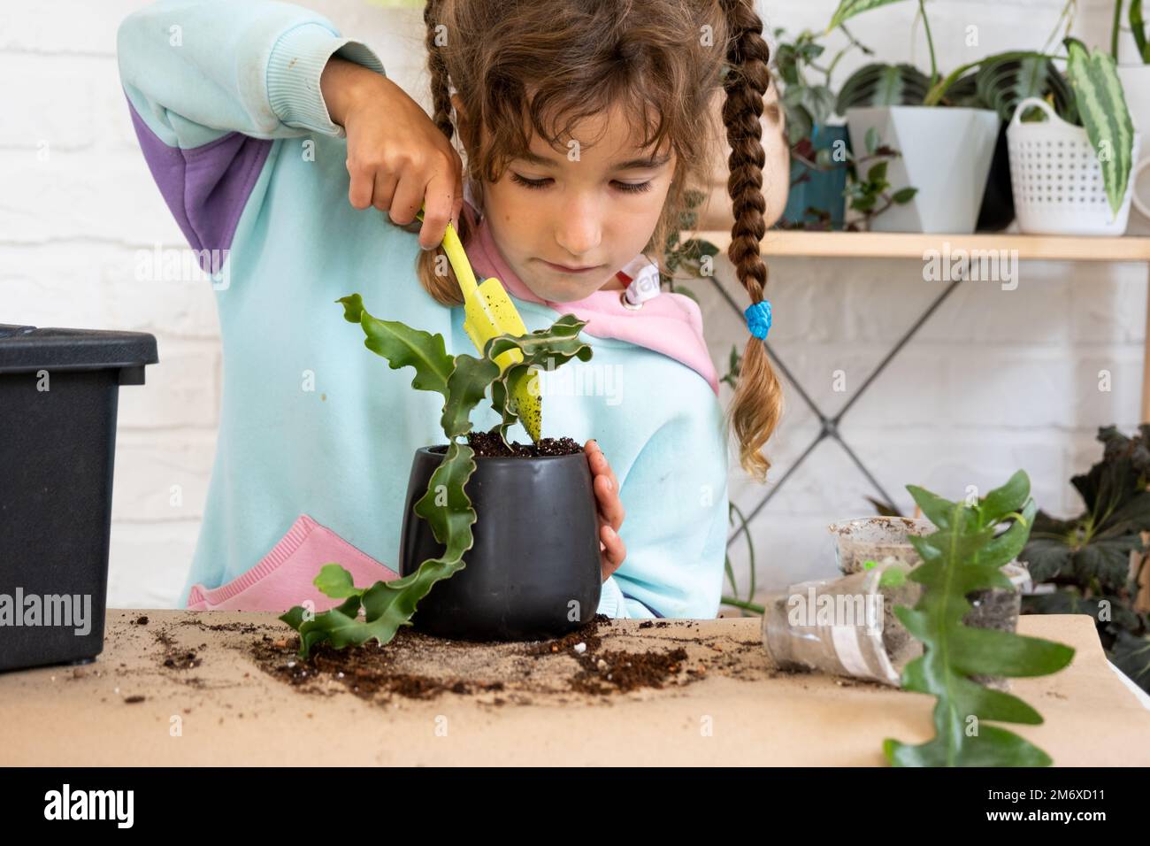 Das Mädchen kümmert sich freudig um heimische Pflanzen, pflanzt sie in ...