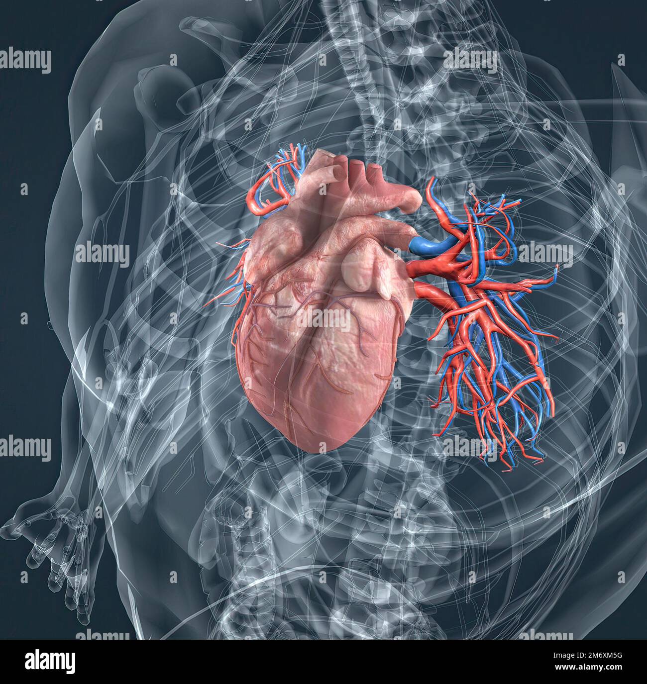 Die Blutgefäße des Lungenkreislaufs sind die Pulmonalarterien und die ...