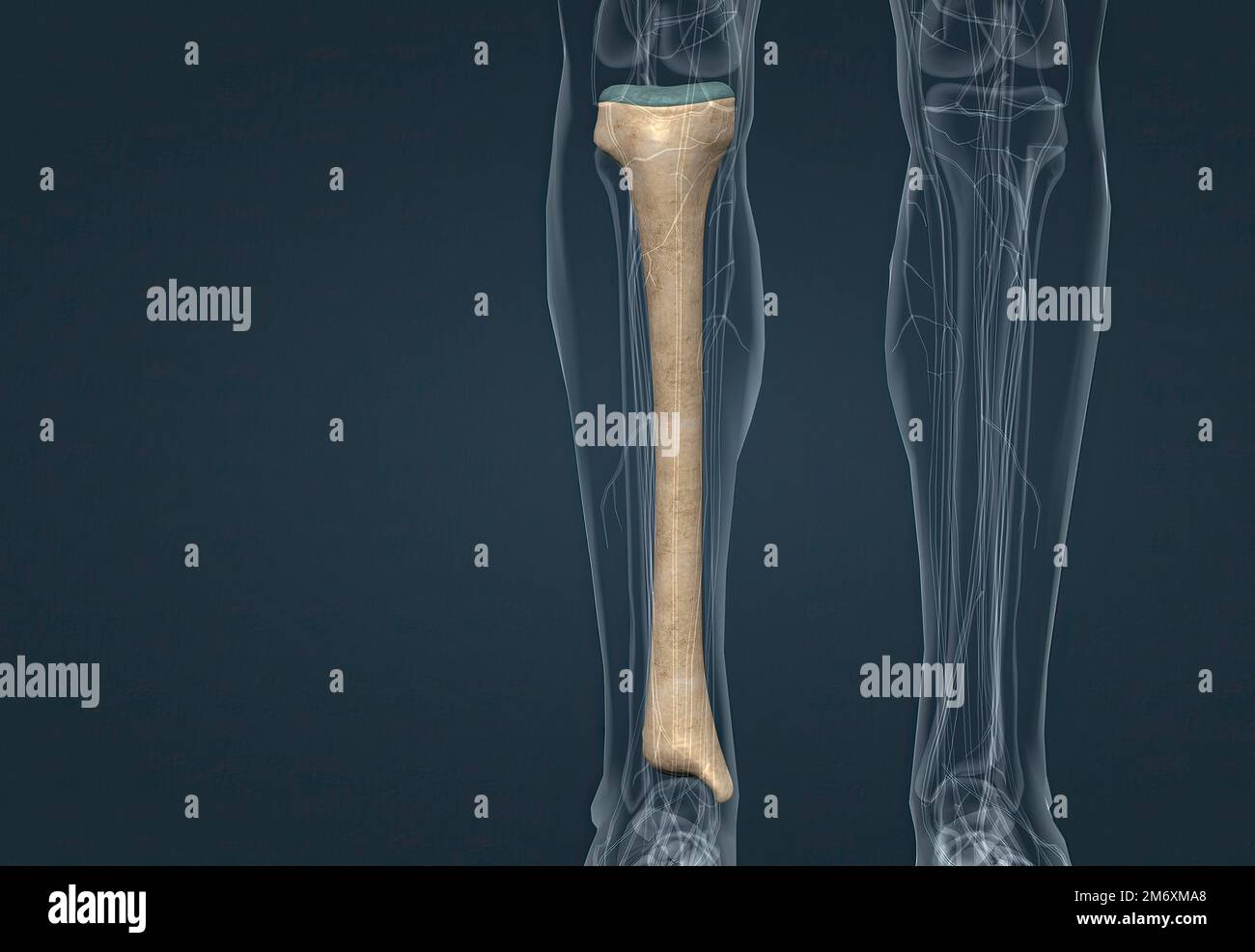 In der menschlichen Anatomie ist die Tibia der zweitgrößte Knochen nach ...