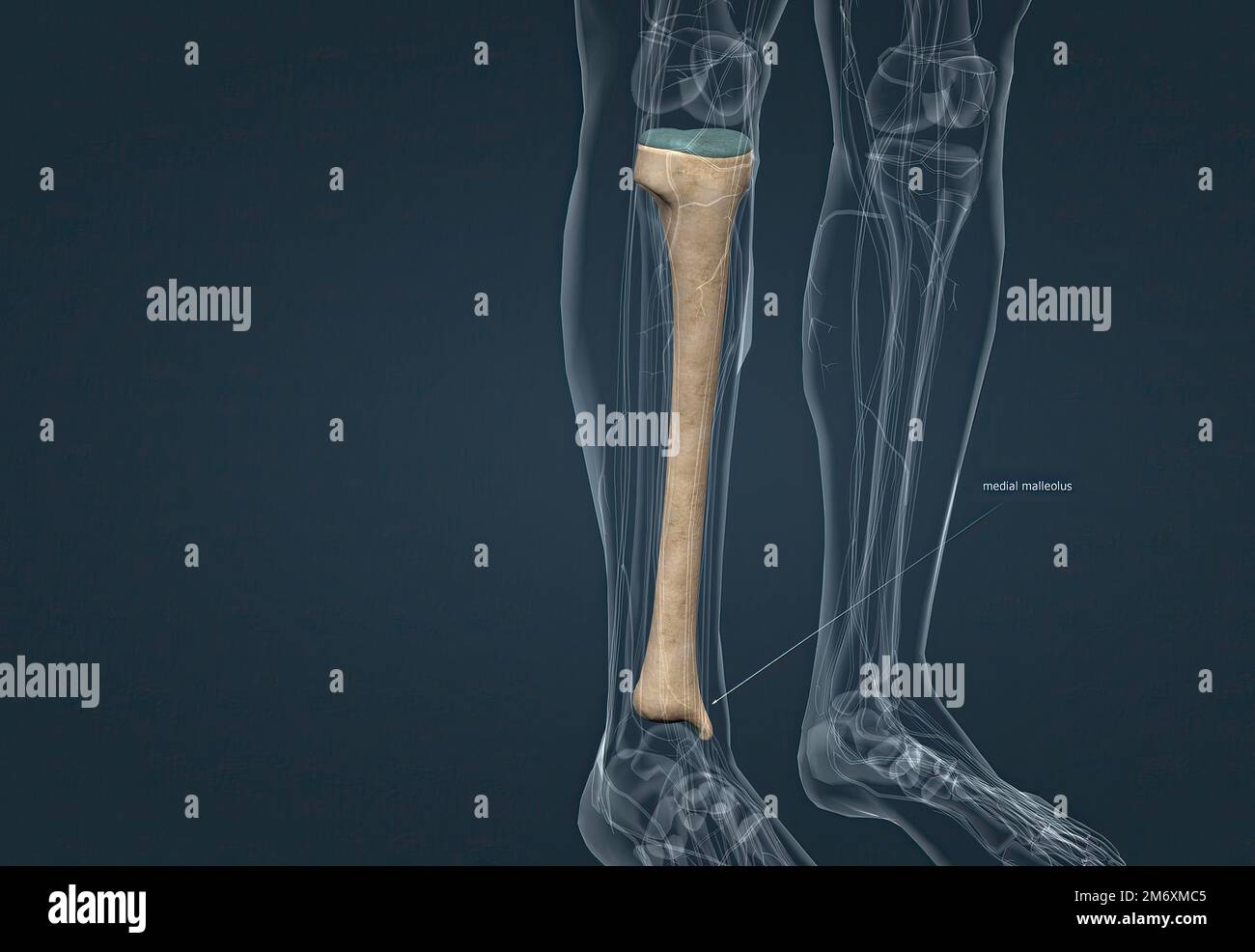 In der menschlichen Anatomie ist die Tibia der zweitgrößte Knochen nach dem Femur ...