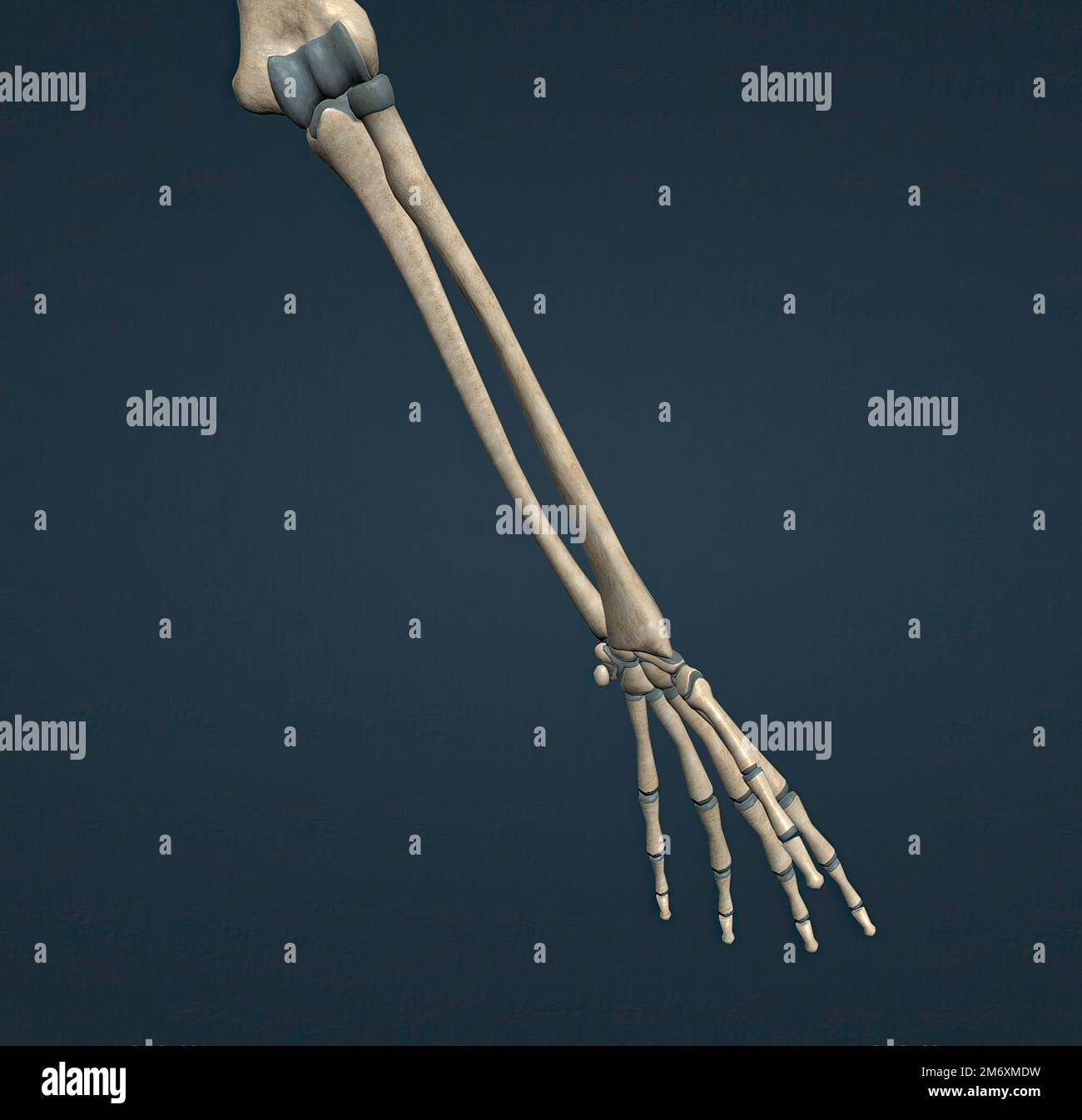 Im menschlichen Arm ist die Trochlea humeri der mediale Teil der ...