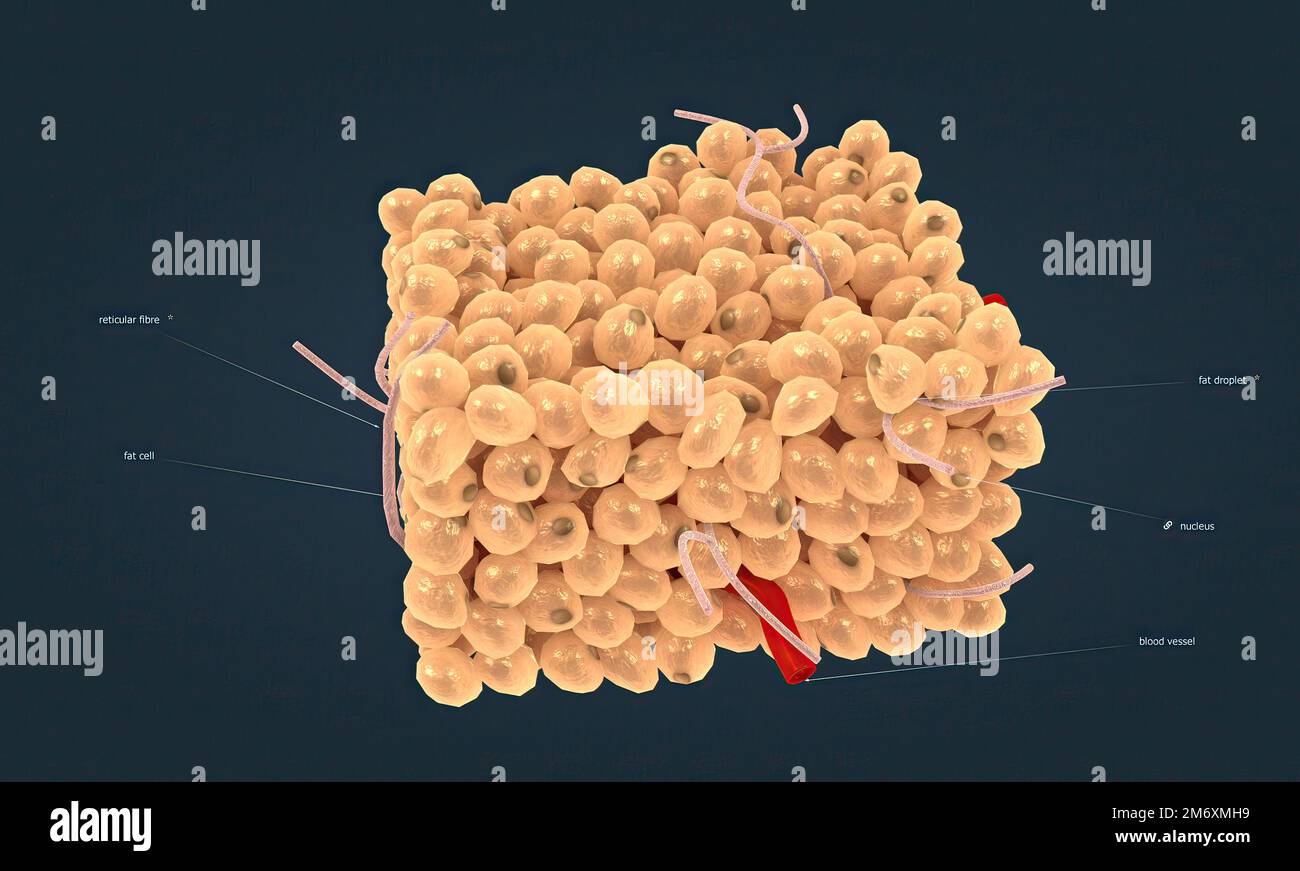 White adipose tissue -Fotos und -Bildmaterial in hoher Auflösung – Alamy
