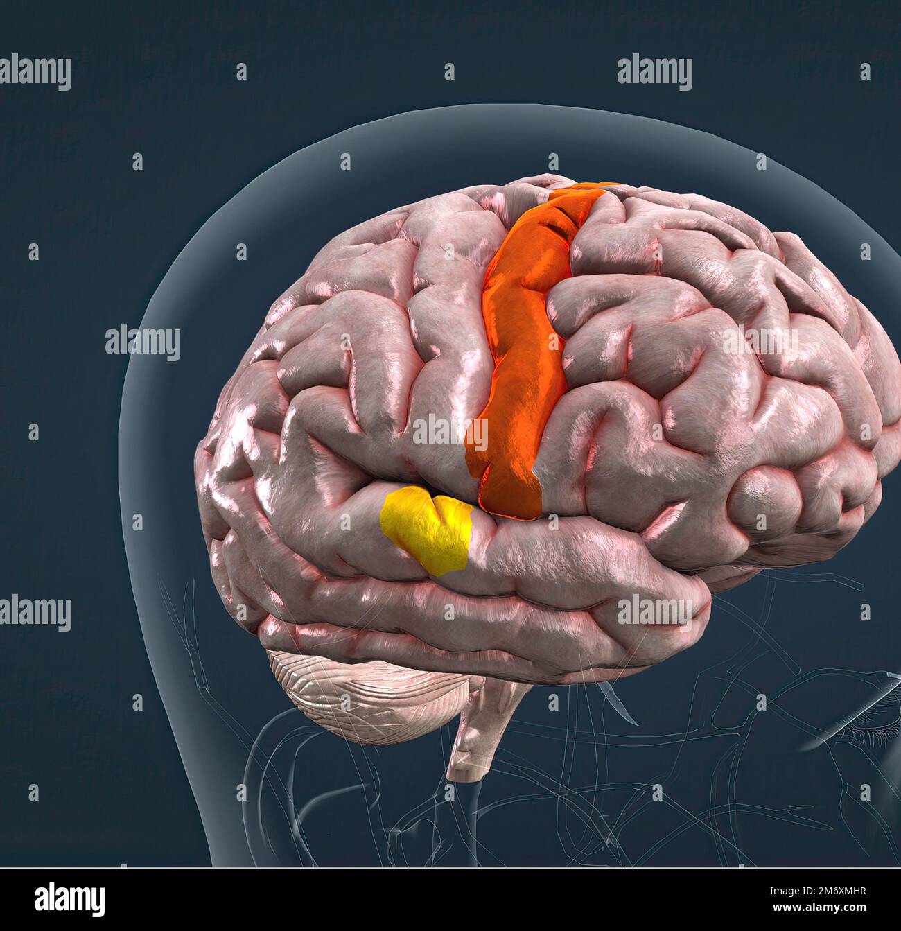 Cerebrum: Ist der größte Teil des Gehirns und besteht aus der rechten ... Cerebrum: Ist der größte Teil des Gehirns und besteht aus der rechten ...