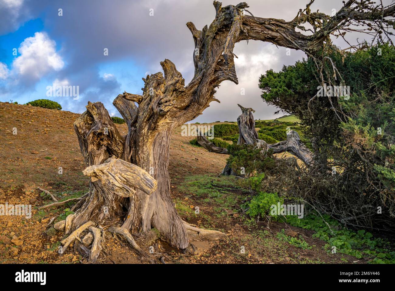 Vom Wind geformter Wacholderbaum Sabina bei El Sabinar, El Hierro ...