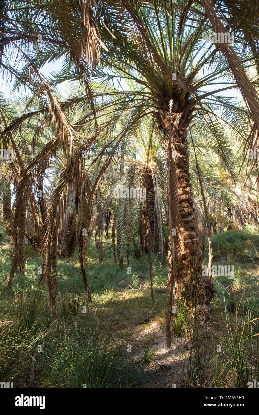 Phoenix dactylifera dattelpalme -Fotos und -Bildmaterial in hoher Auflösung – Alamy
