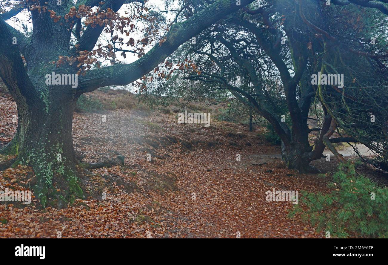 Der Buchenbaum hat alle Blätter auf dem Weg verloren. Es befindet sich ...