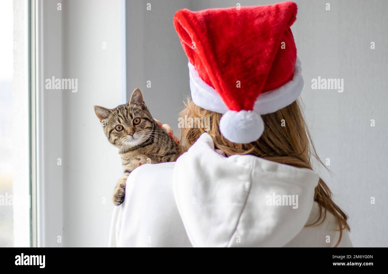 Niedliche Katze Tabby, die auf dem Fensterbrett sitzt, oder Frau, die ...