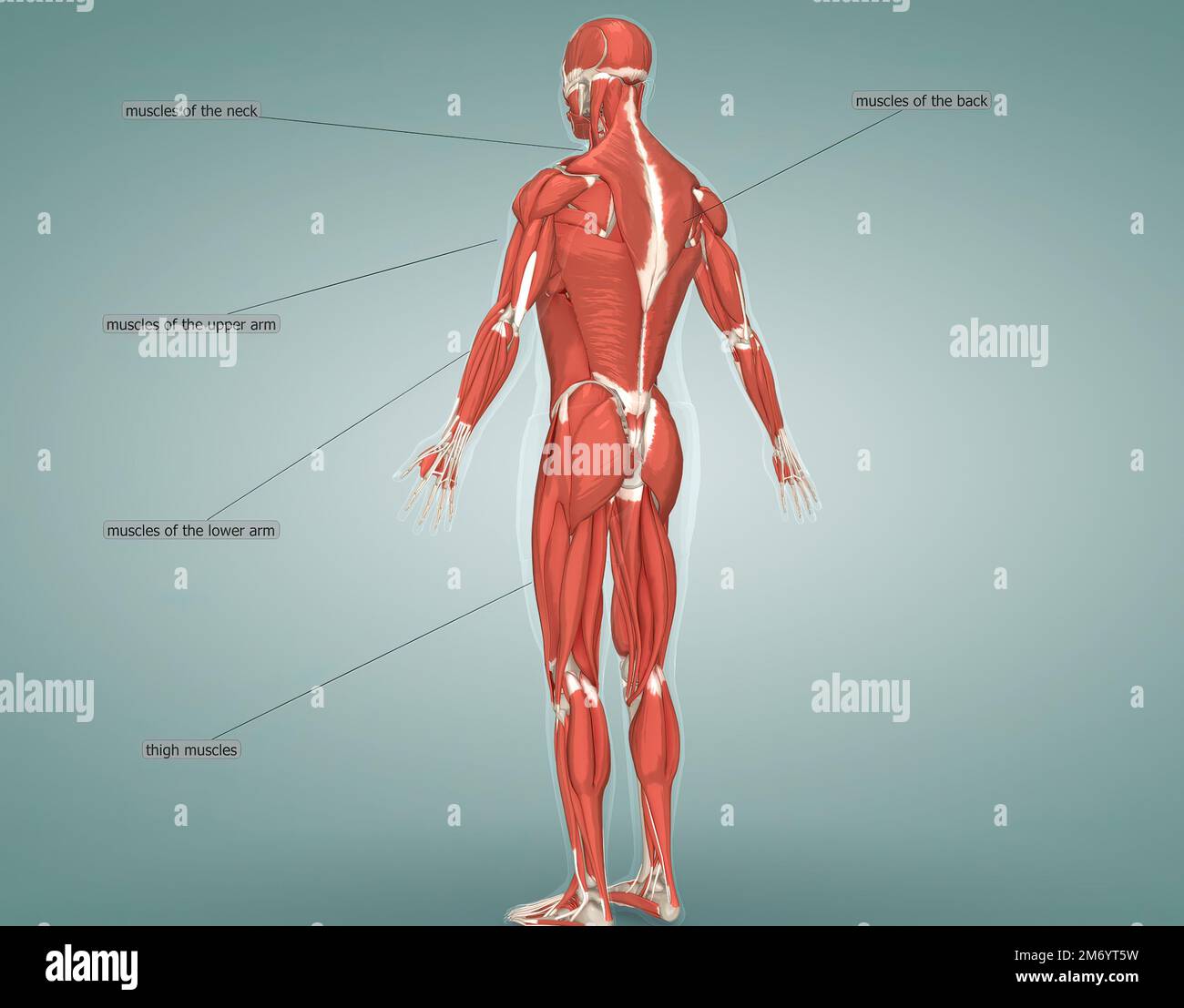 Hüfte anatomie muskeln knochen -Fotos und -Bildmaterial in hoher ...