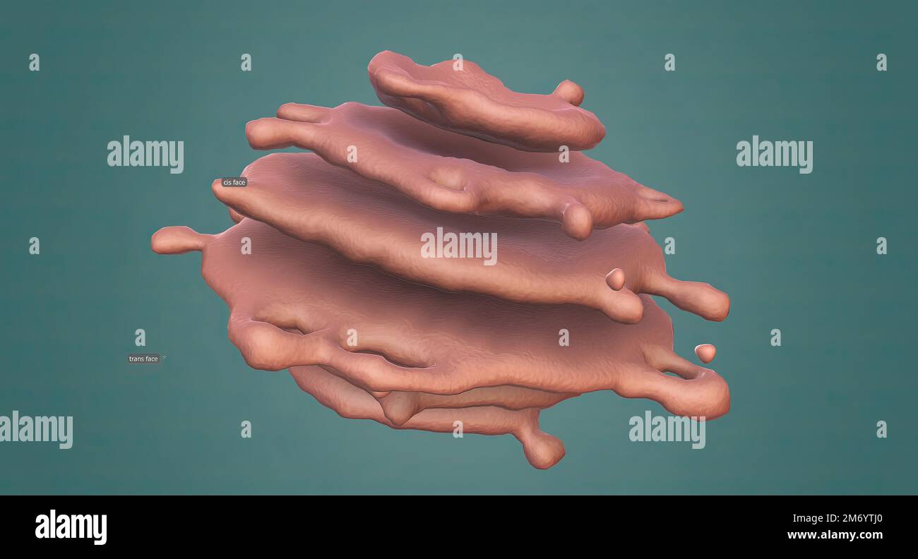 Golgi apparatus -Fotos und -Bildmaterial in hoher Auflösung – Alamy