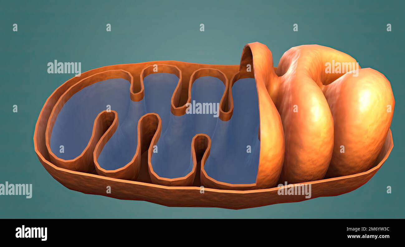Mitochondrien haben 4 Teile. Dabei handelt es sich um die äußere ...