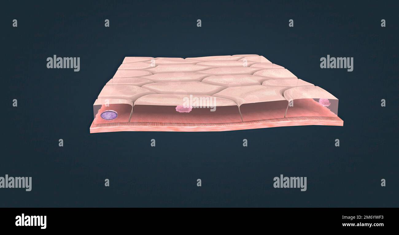 Simple columnar epithelial cells -Fotos und -Bildmaterial in hoher ...