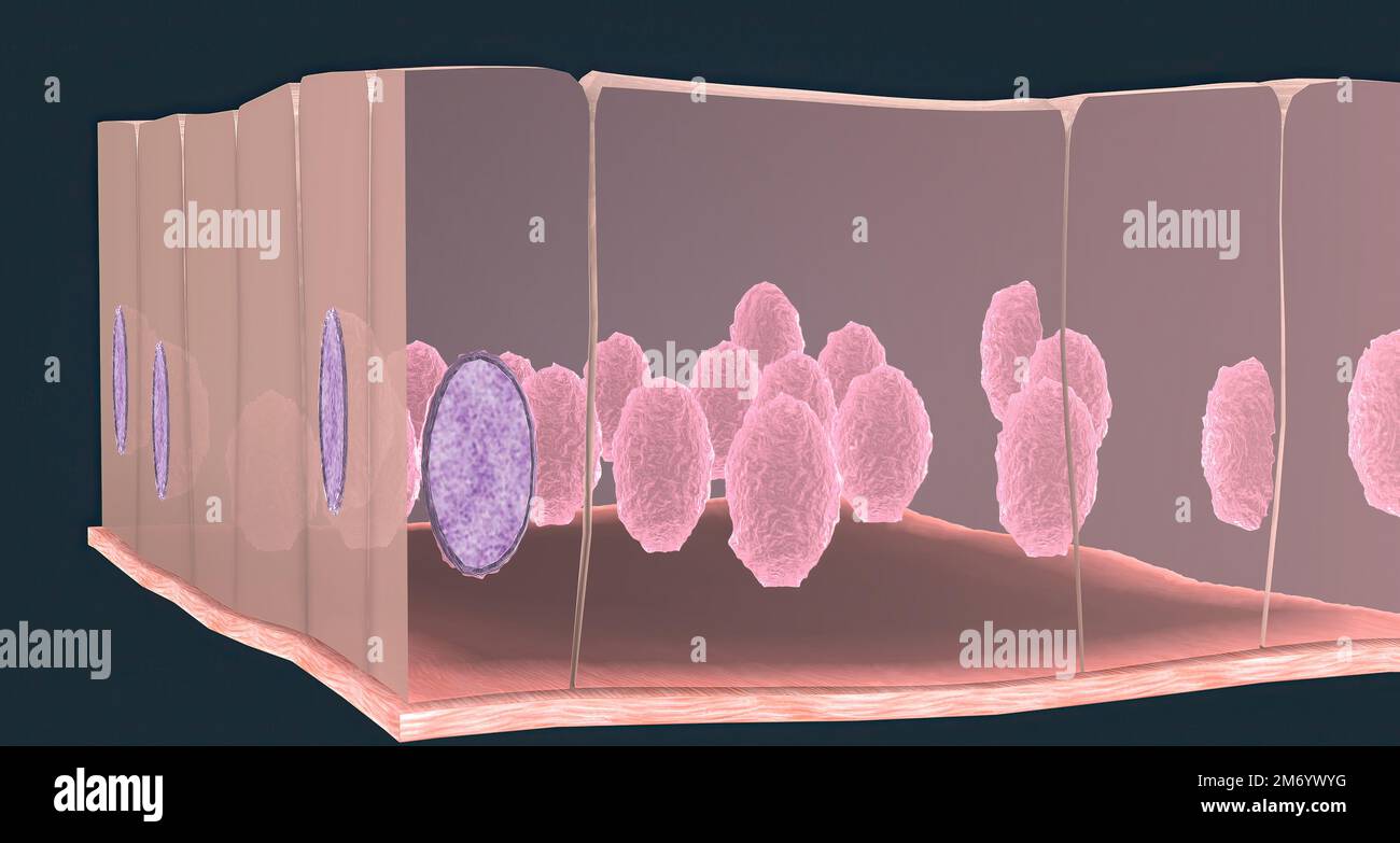 Simple columnar epithelial cells -Fotos und -Bildmaterial in hoher ...