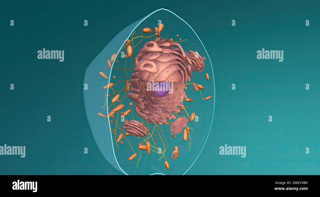 Die eukaryotische Zelle verfügt über eine Kernmembran, die den Kern ...