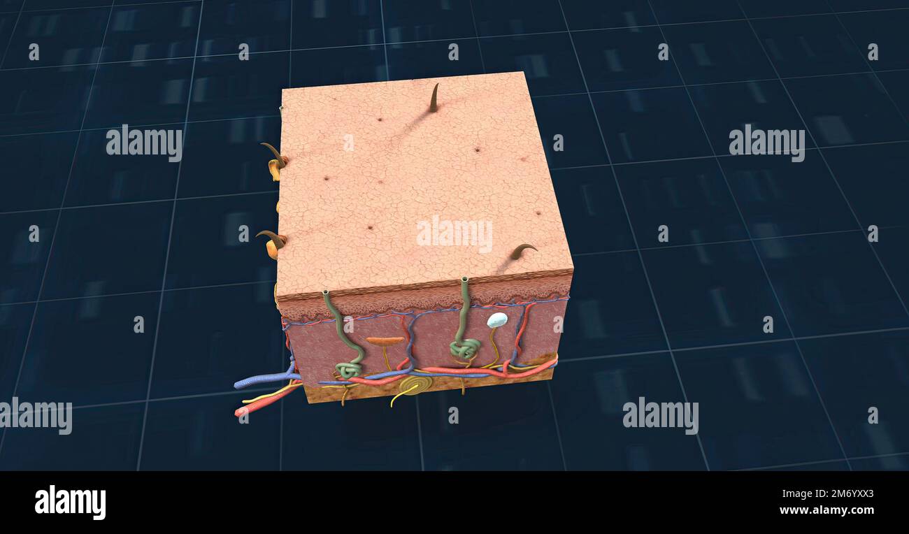 Anatomie der Haut mit Epidermis, Dermis und Unterhautgewebe. 3D ...