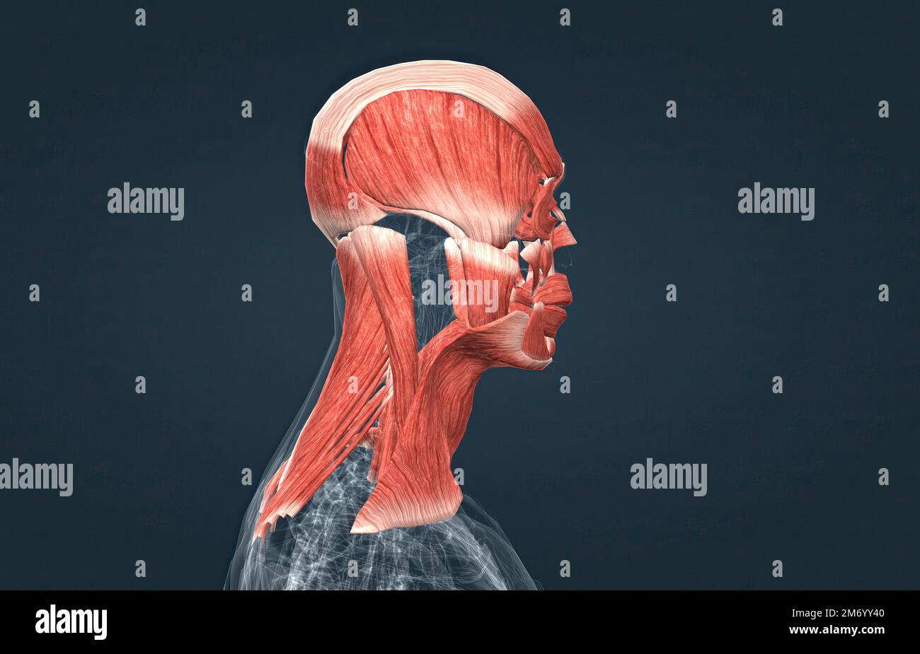 Menschliche Anatomie eines männlichen Gesichts, Nacken- und ...