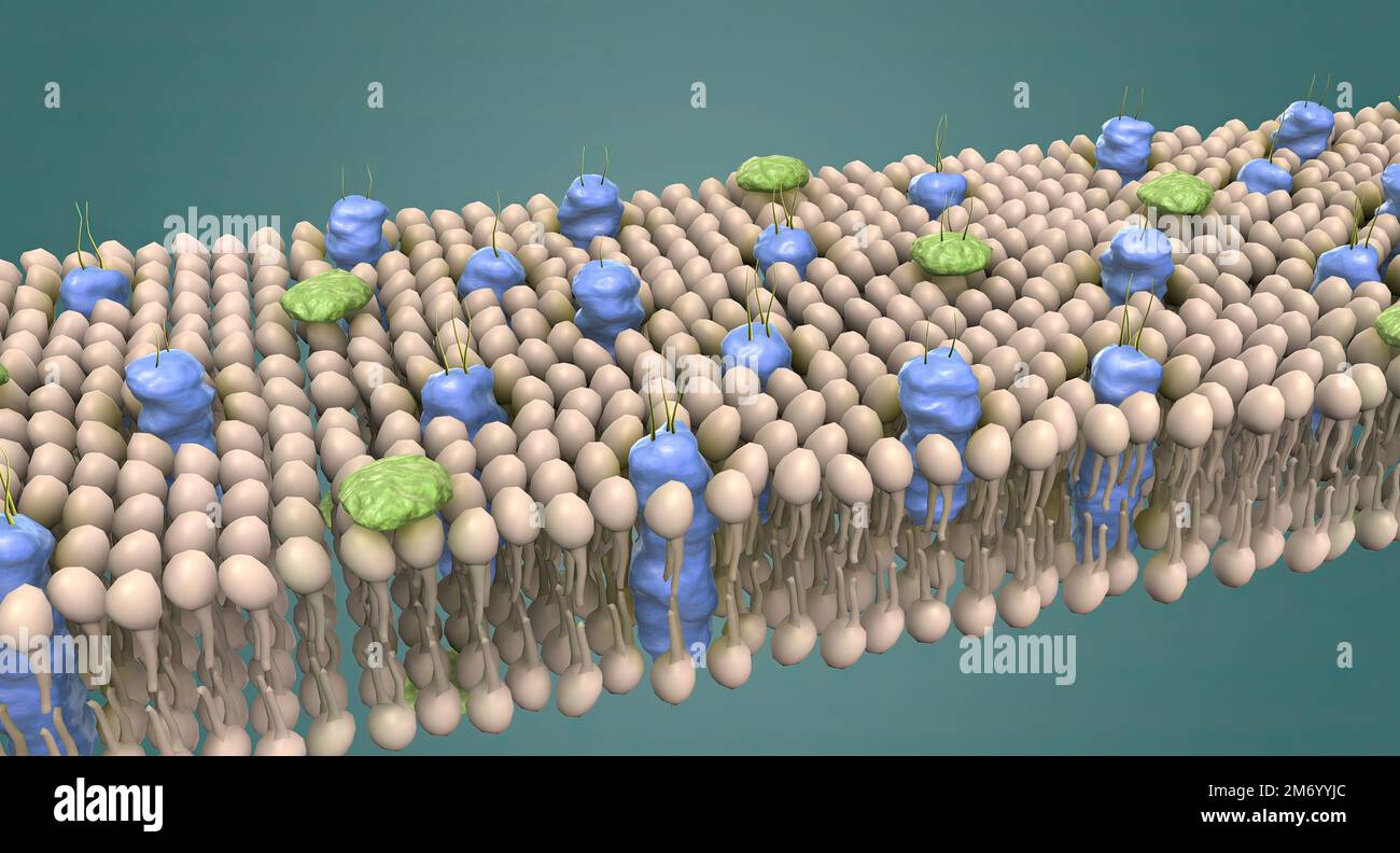 Extrazelluläre information -Fotos und -Bildmaterial in hoher Auflösung ...