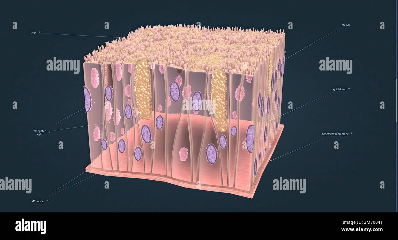 Trachea mucous membrane -Fotos und -Bildmaterial in hoher Auflösung – Alamy