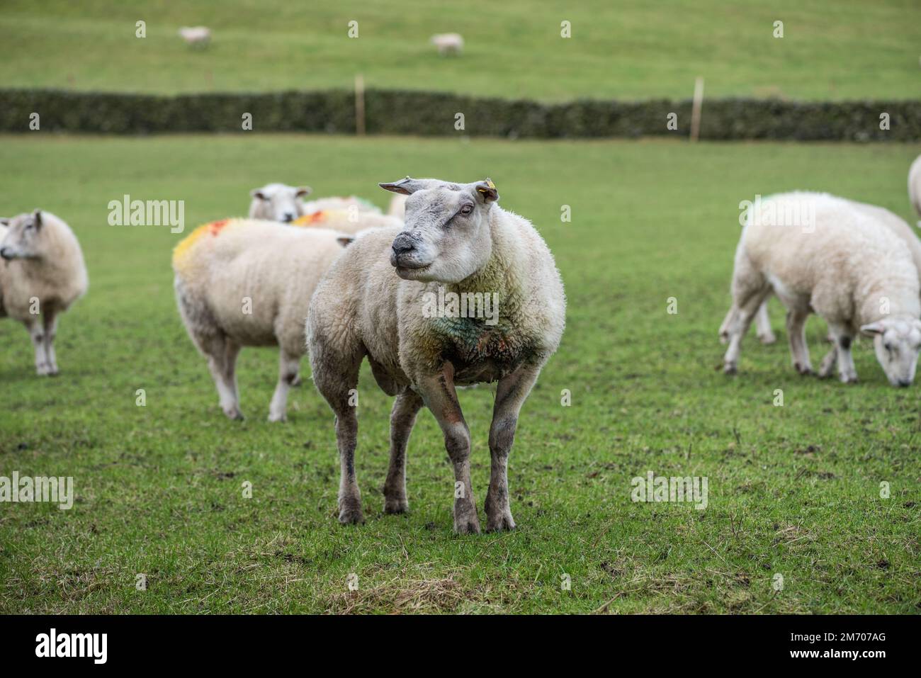 Texel Sheep Up, eine beliebte Rasse für die Fleischproduktion, obwohl ...