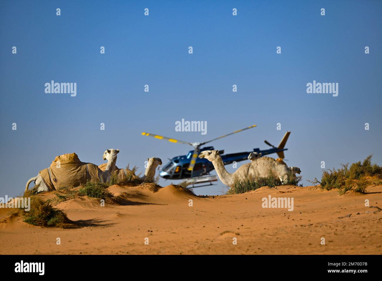 Hail, Saudi-Arabien - 06/01/2022, Hubschrauber, Kamele, Illustration ...