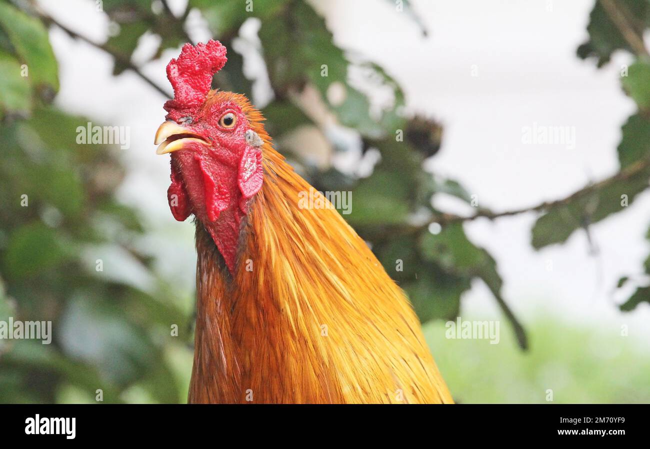Huhn mit offenem schnabel -Fotos und -Bildmaterial in hoher Auflösung ...