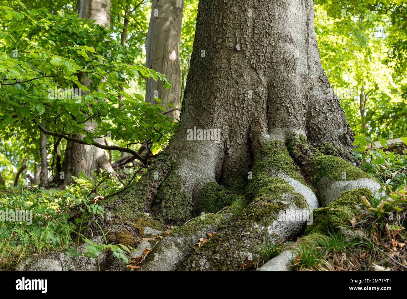 Stamm der buche -Fotos und -Bildmaterial in hoher Auflösung – Alamy