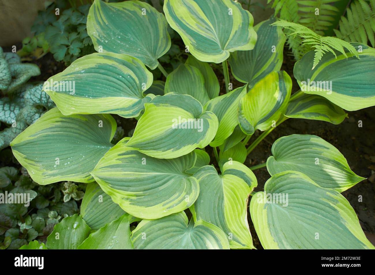 Pflaumenlilie oder Hosta Laubpflanze mit weißen Blüten. Hosta, Blume im ...