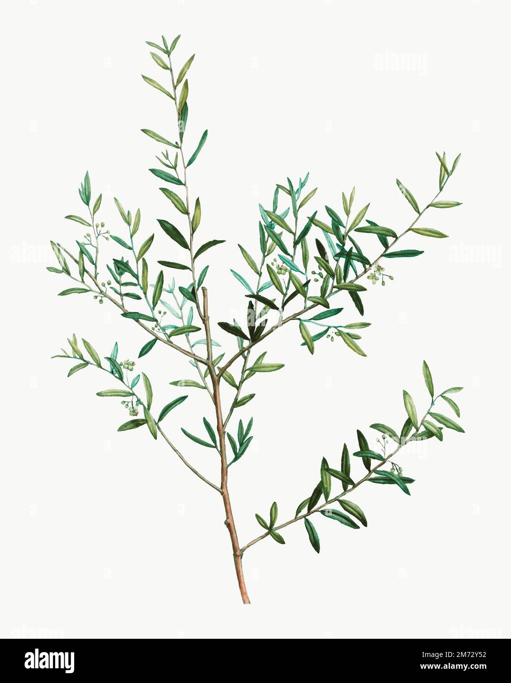 Myrtle tree Stock-Vektorgrafiken kaufen - Alamy