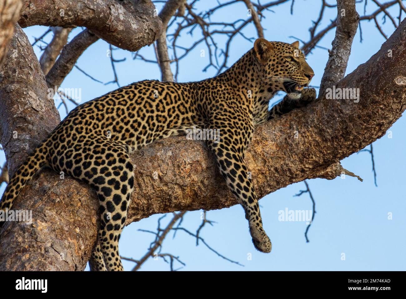 African leopard resting on tree -Fotos und -Bildmaterial in hoher ...