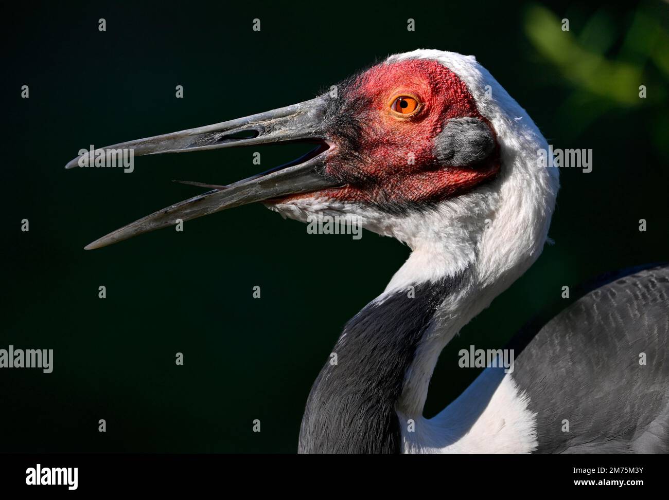 Camera crane -Fotos und -Bildmaterial in hoher Auflösung – Alamy