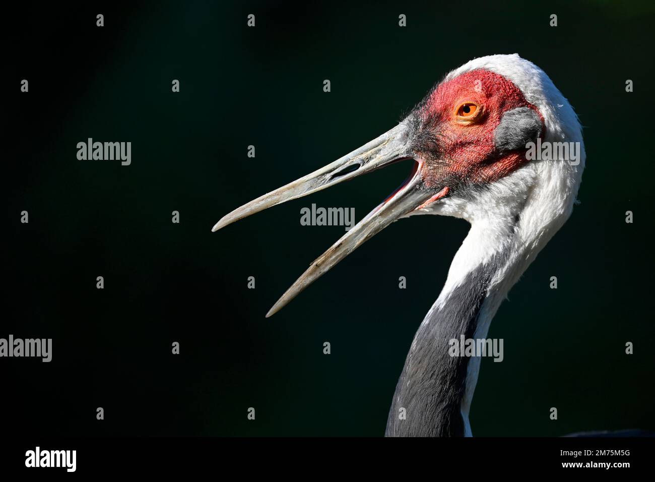 Camera crane -Fotos und -Bildmaterial in hoher Auflösung – Alamy