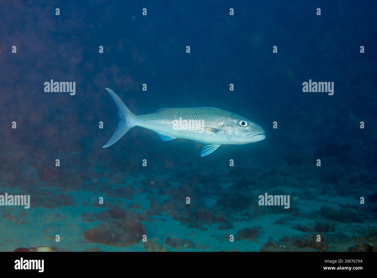 Green jobfish -Fotos und -Bildmaterial in hoher Auflösung – Alamy
