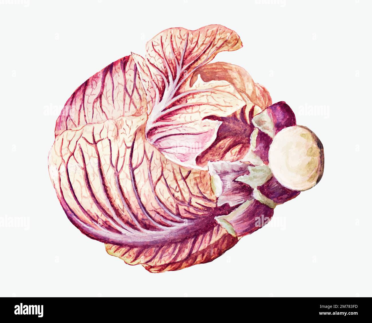 Kohl illustration Stock-Vektorgrafiken kaufen - Alamy