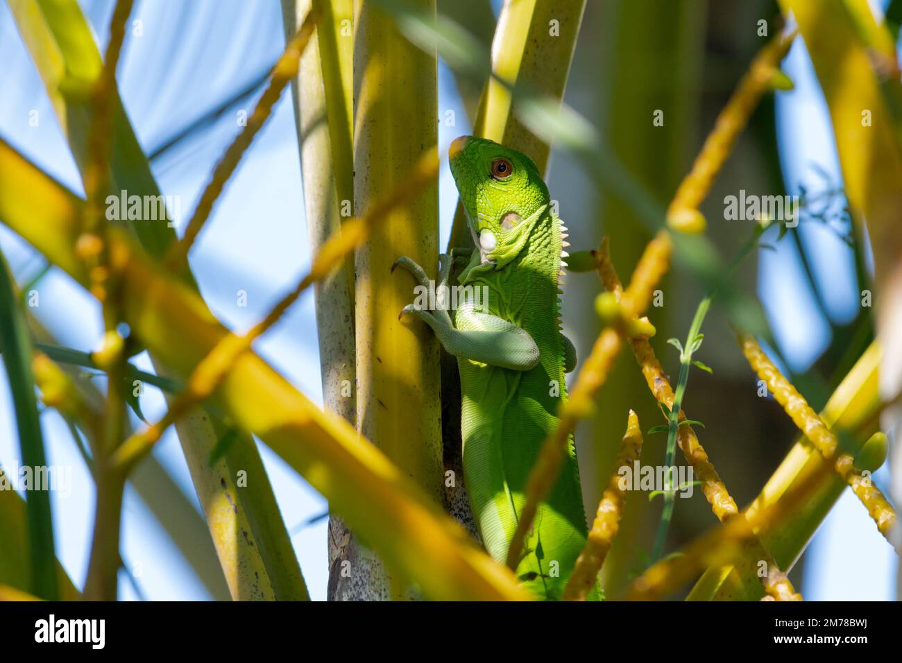Ein Baby Green Iguana klettert auf Äste in einer Palme auf der Insel ...