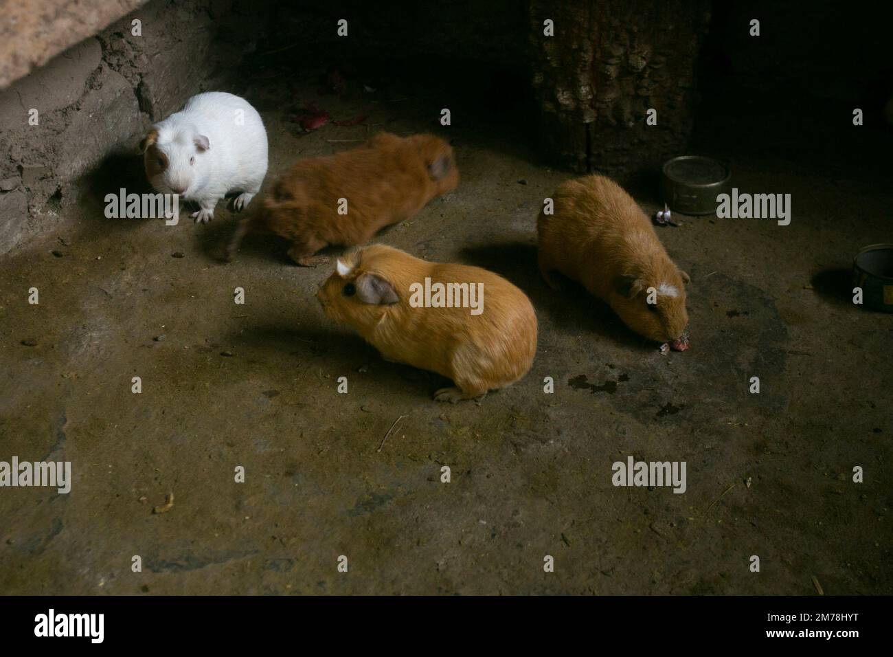 Cui ist der Name der guineischen Schweine in Perú. Die Leute in diesem ...