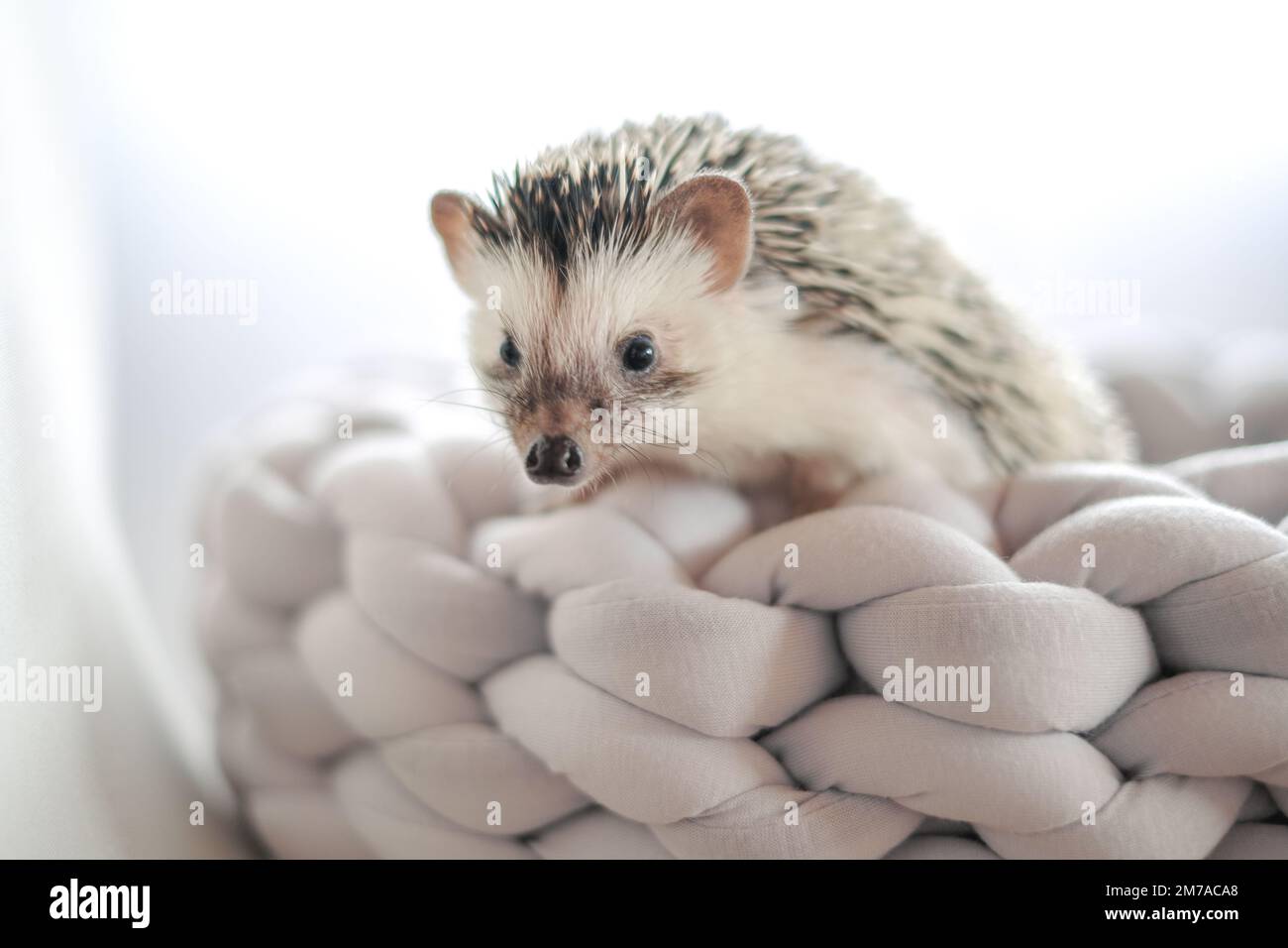 Igel in einem grauen Korbbett auf einem leicht verschwommenen Hintergrund. Afrikanischer ...