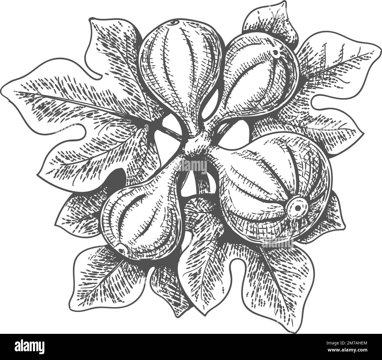 Schwarze feigen Stock-Vektorgrafiken kaufen - Alamy