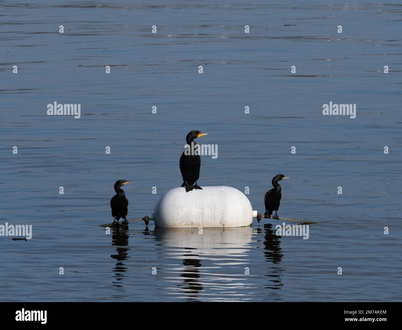 Drei kleine schwarze Kormorane in einem See mit zwei hoch oben an ...