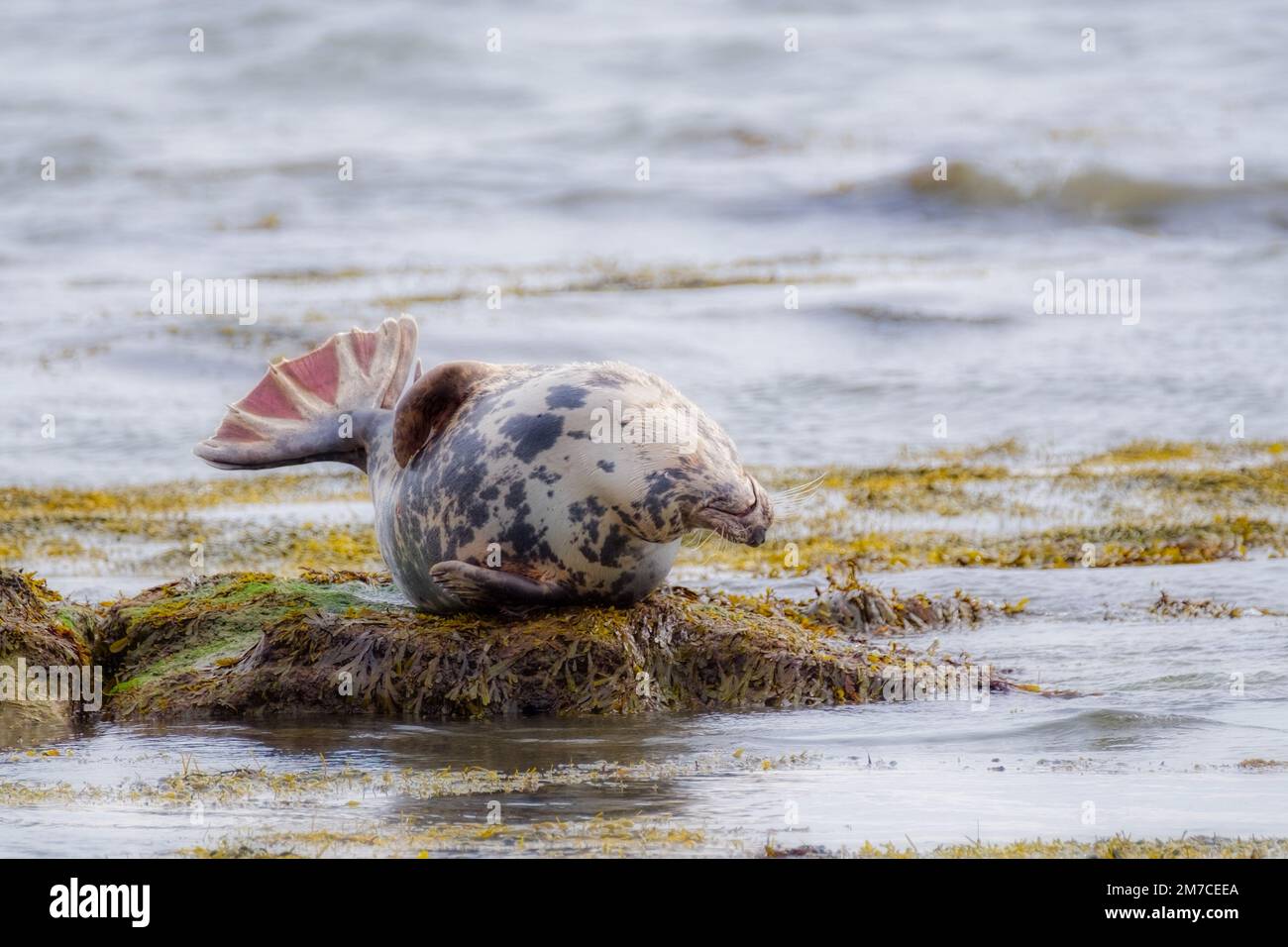 Graue flossen -Fotos und -Bildmaterial in hoher Auflösung – Alamy
