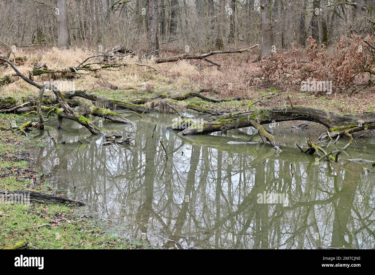 Niederösterreich, Österreich. Das Naturschutzgebiet Marchauen in der ...